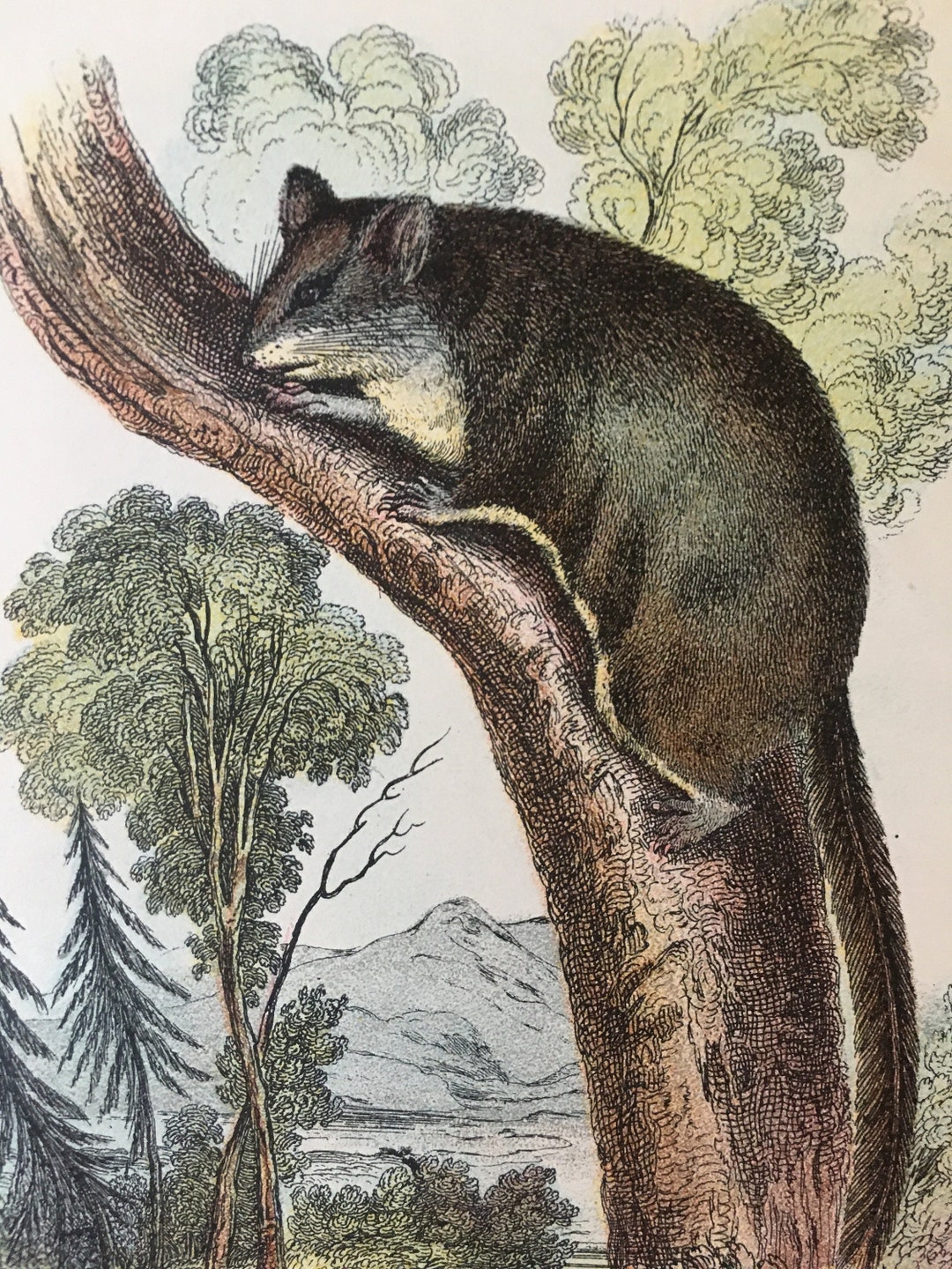 1896 PYGMY FLYING PHALANGER Marsupial Mammals Print - Etsy