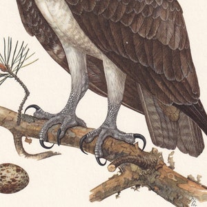 1960 OSPREY SEA HAWK Bird Print Vintage Bird Print Bird Illustration ...