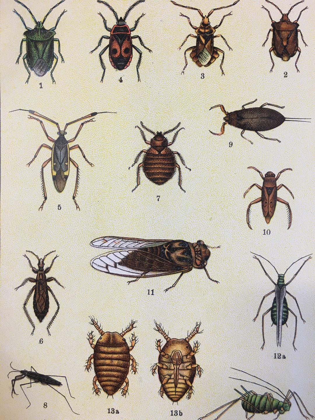 1883 INSECTS & BUGS Print - Bed Bug, Water Boatman, Fly Bug - Antique ...