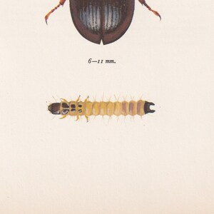 1964 CADELLE BEETLE Print - Vintage Beetle Art - Insect Print ...