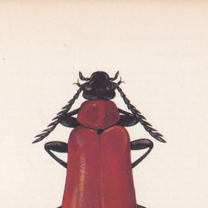 1964 CARDINAL BEETLE Print - Vintage Beetle Art - Insect Print ...
