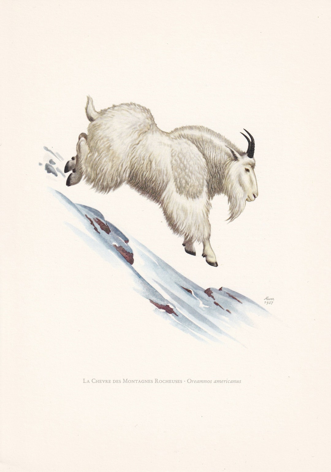 1960 MOUNTAIN GOAT Print - Vintage Animal Print - Animal Illustration ...