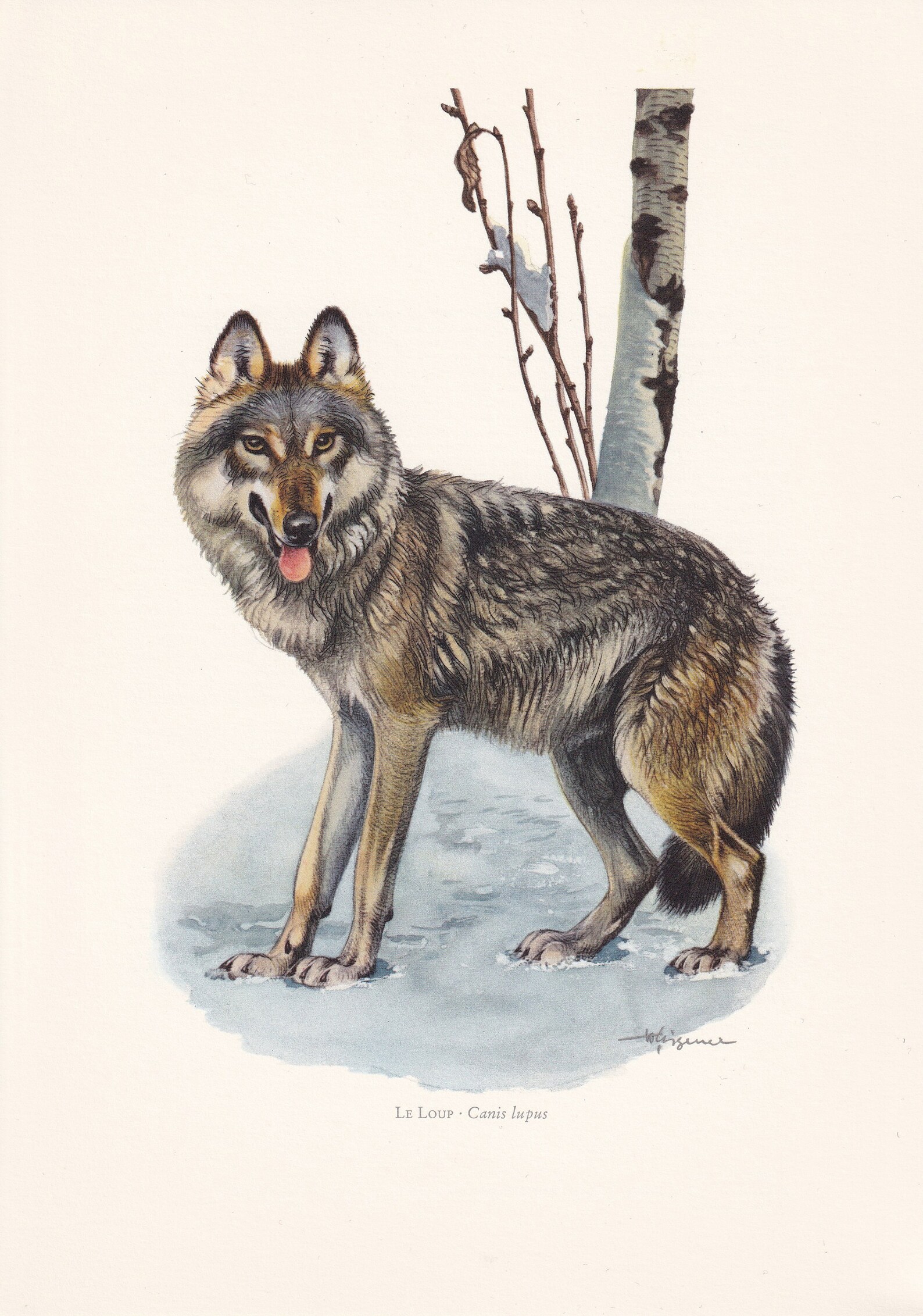 1960 GREY WOLF Print - Vintage Animal Print - Animal Illustration ...