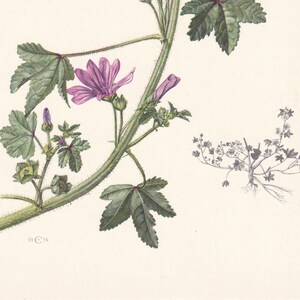 1960 COMMON MALLOW Print - Botanical Print - Flower Print - Flower Wall ...