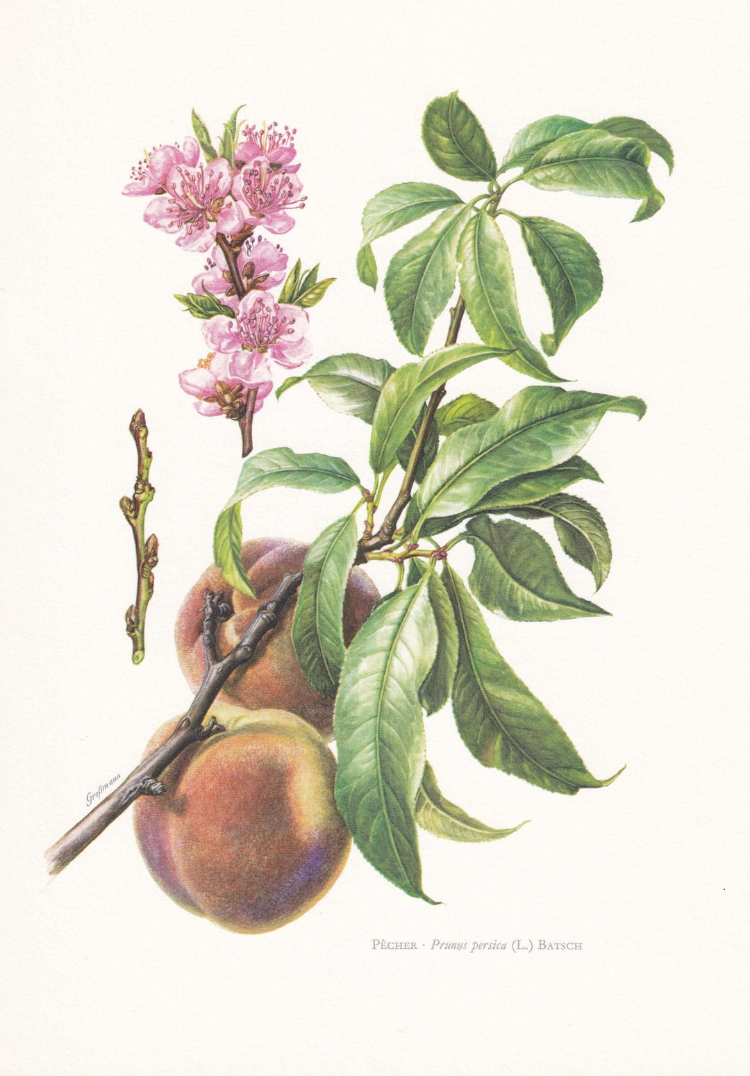 1960 PEACH TREE Print - Botanical Print - Botanical Illustration - Tree ...