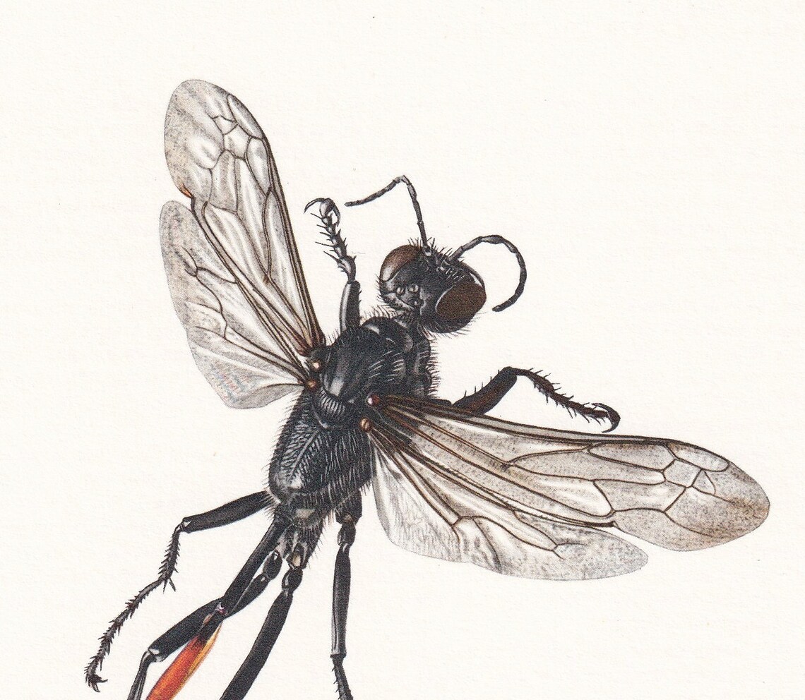 1960 Red-banded SAND WASP Print - Vintage Insect Print - Bugs ...