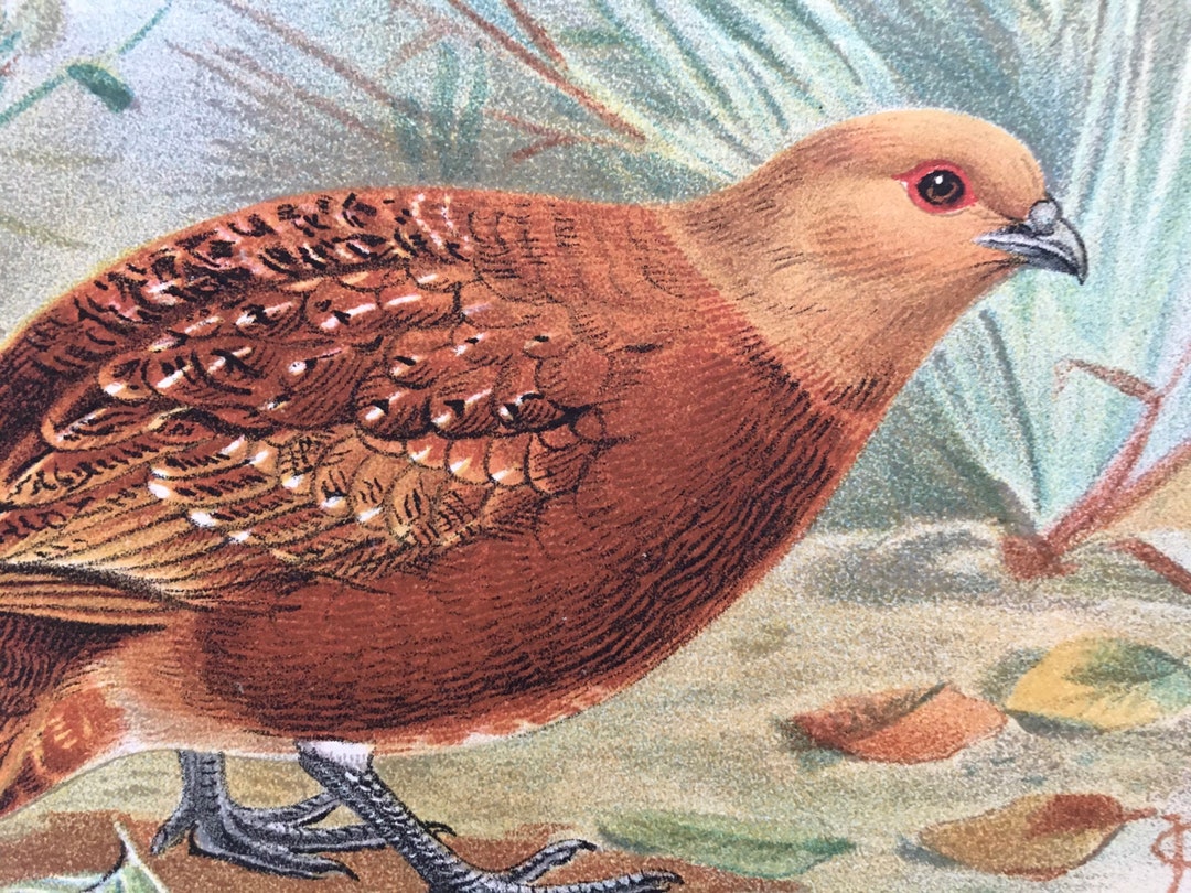1896 MOUNTAIN PARTRIDGE Game Birds Print Ornithology Print Natural ...