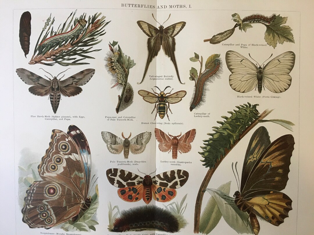 1890 BUTTERFLIES MOTHS Print - Insect Print - Original Antique Print ...