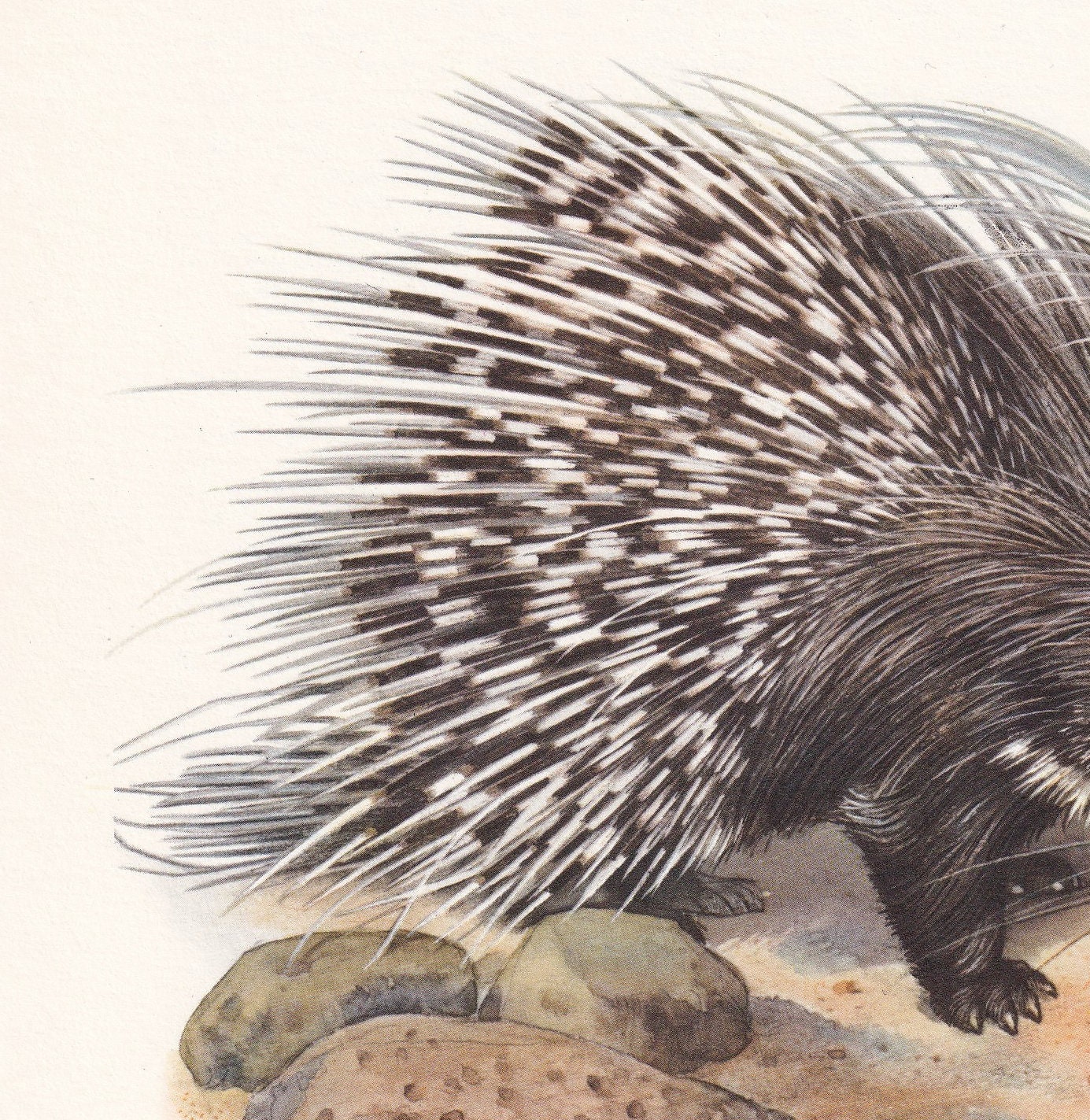 1960 CRESTED PORCUPINE Print - Vintage Animal Print - Animal ...