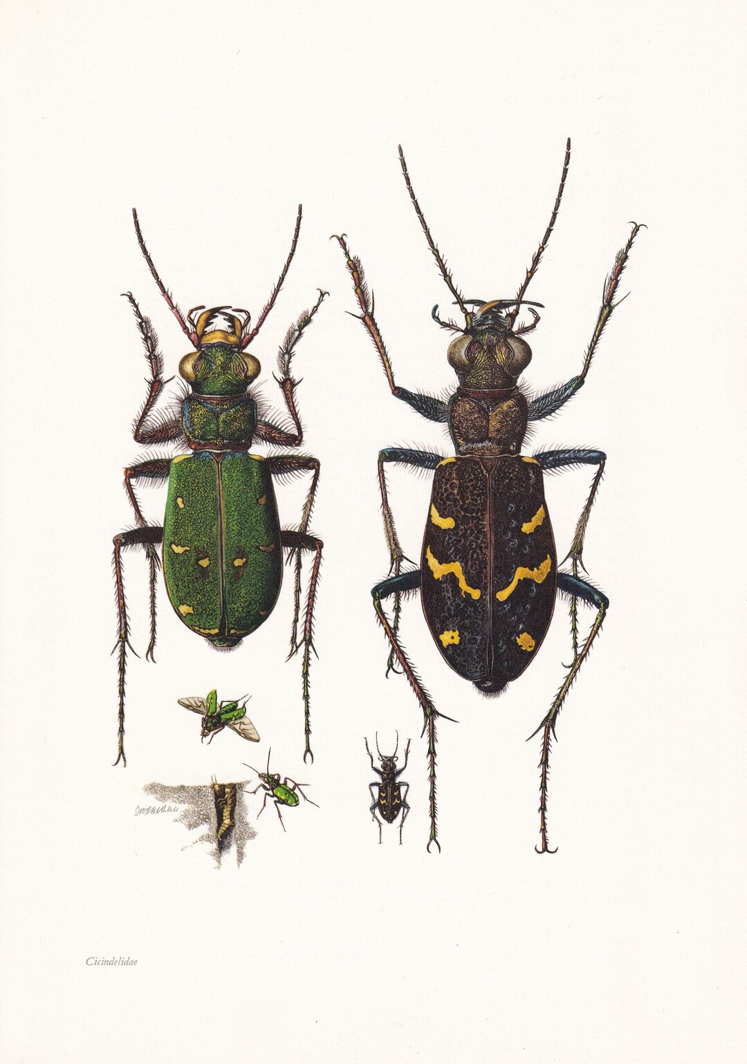 1960 TIGER BEETLE Print - Vintage Insect Print - Bugs Illustration ...