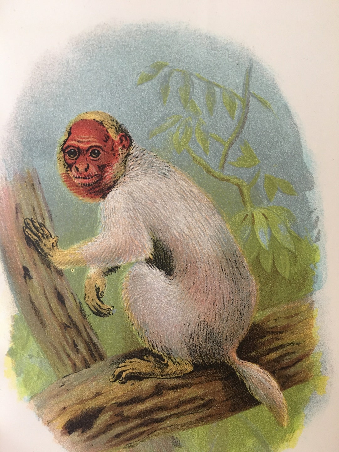 1896 BALD UAKARI Print Monkeys and Apes Print Primates - Etsy