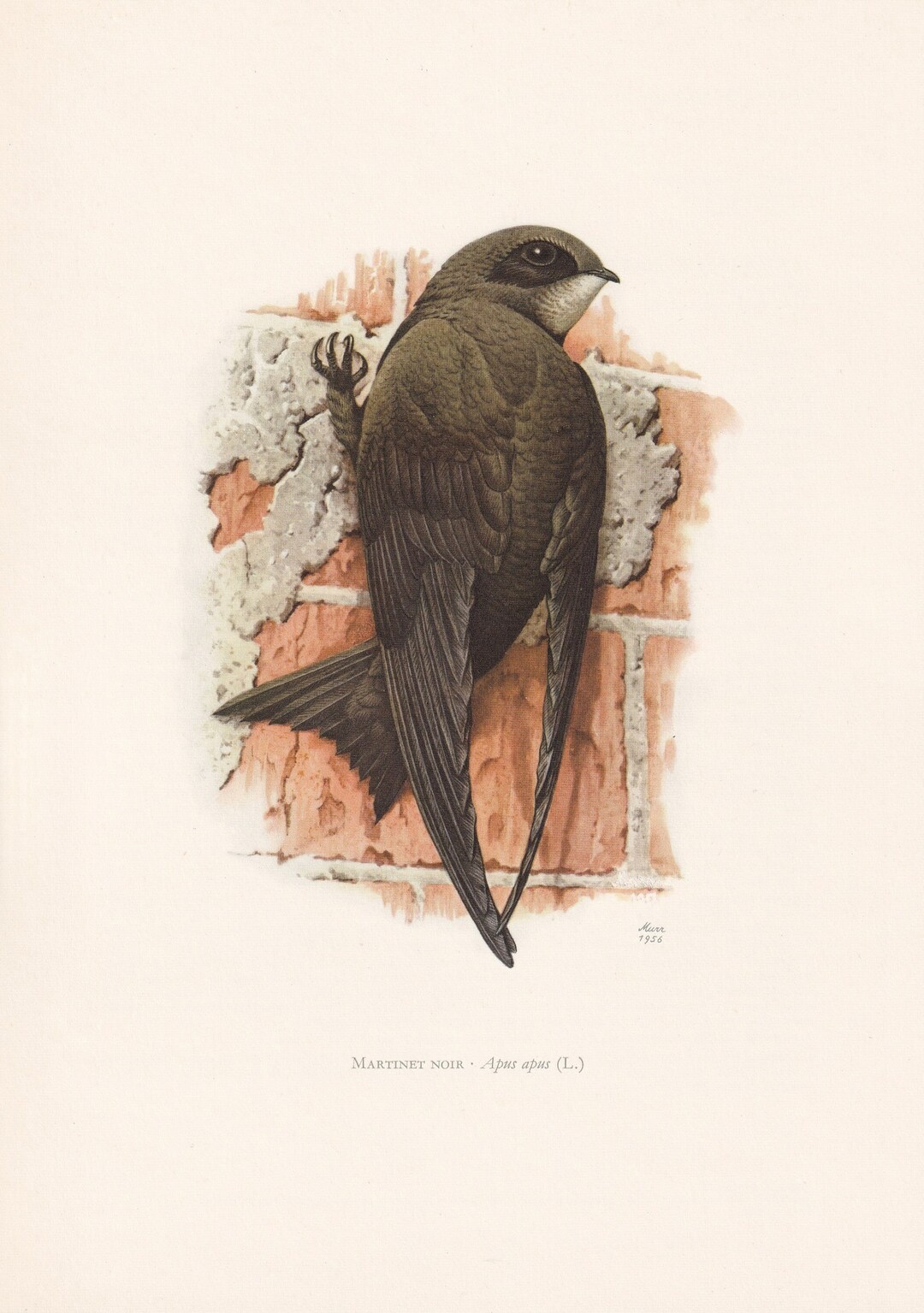 1960 COMMON SWIFT Bird Print - Vintage Bird Print - Bird Illustration ...