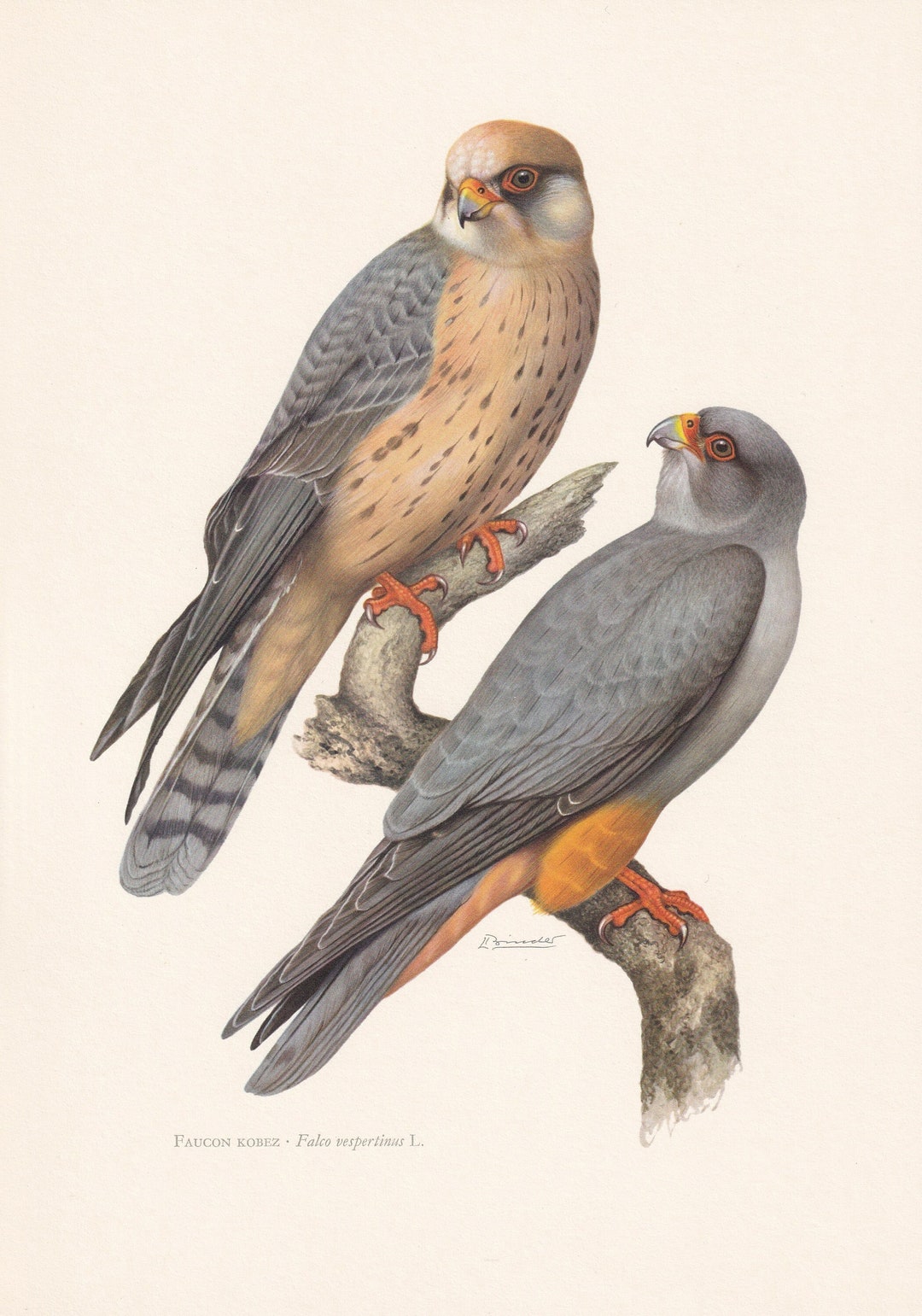 1960 RED-FOOTED FALCON Bird Print - Vintage Bird Print - Bird ...