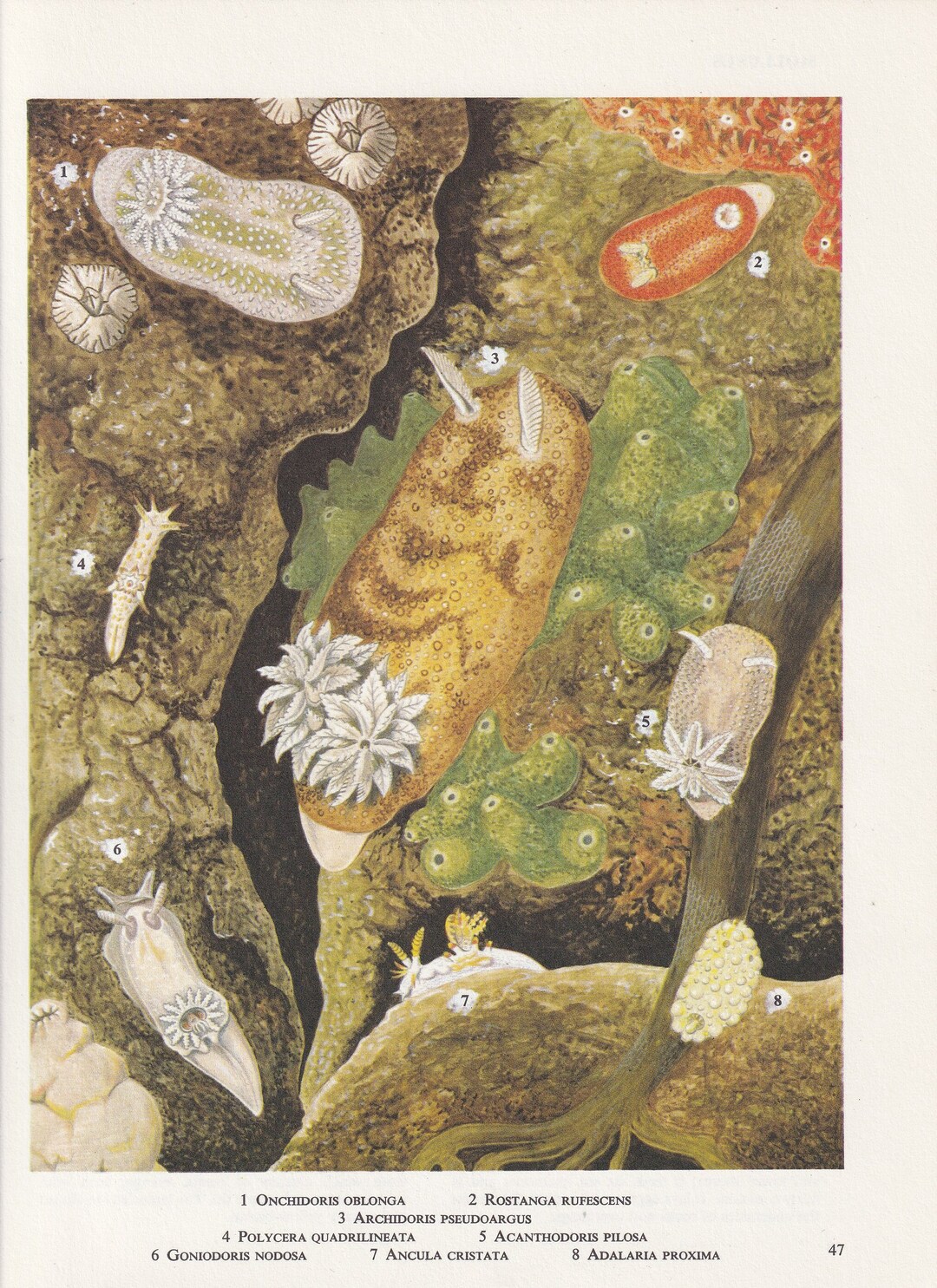 1971 SEA SLUGS Print - Original Vintage Marine Print - Sea Wall Art ...