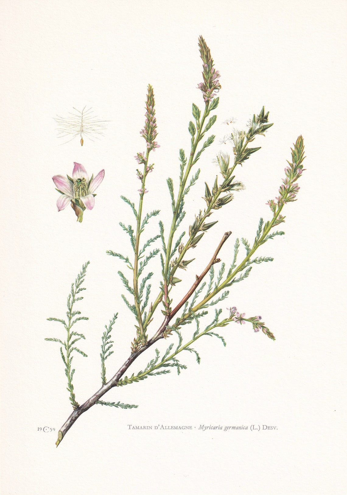 1960 GERMAN TAMARISK Print - Botanical Print - Botanical Illustration ...