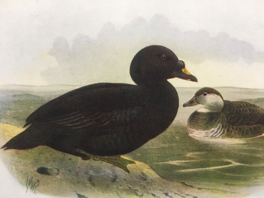 1907 COMMON SCOTER Print - Antique Bird Print - Bird Wall Art ...