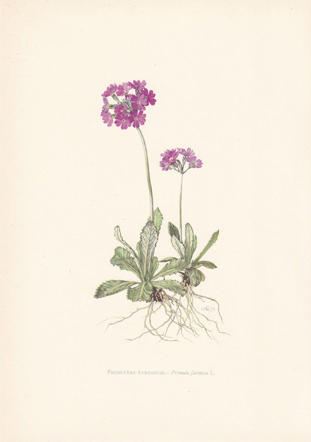 1960 BIRD'S-EYE PRIMROSE Print - Botanical Print - Flower Painting ...
