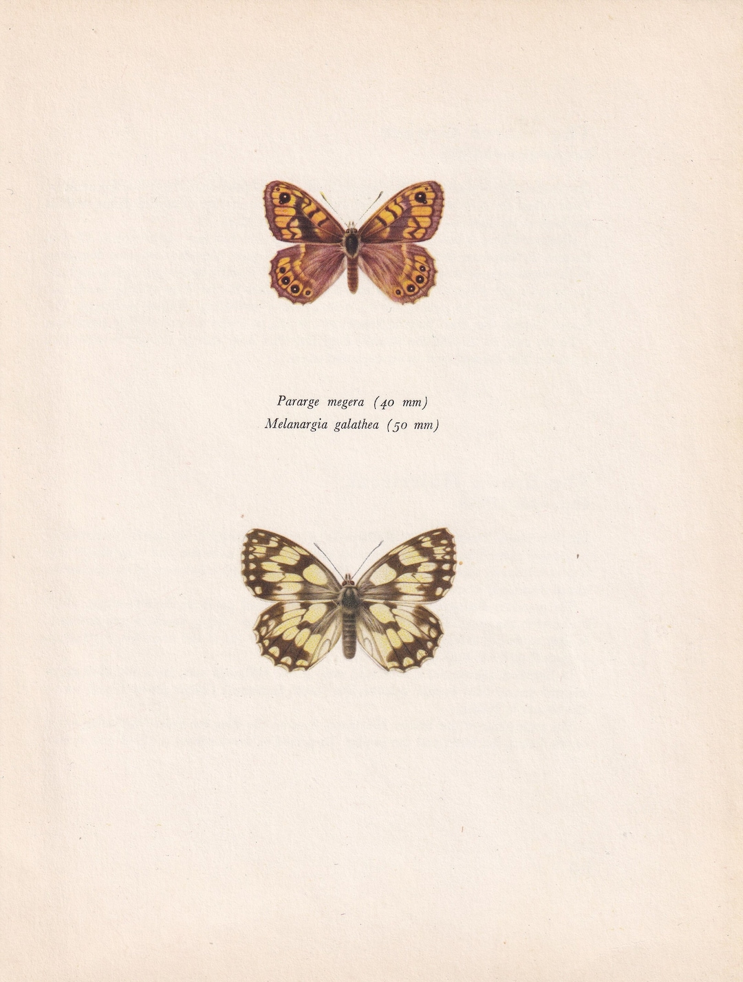 1963 MARBLED WHITE BUTTERFLY Print Vintage Butterfly Art Insect Print ...
