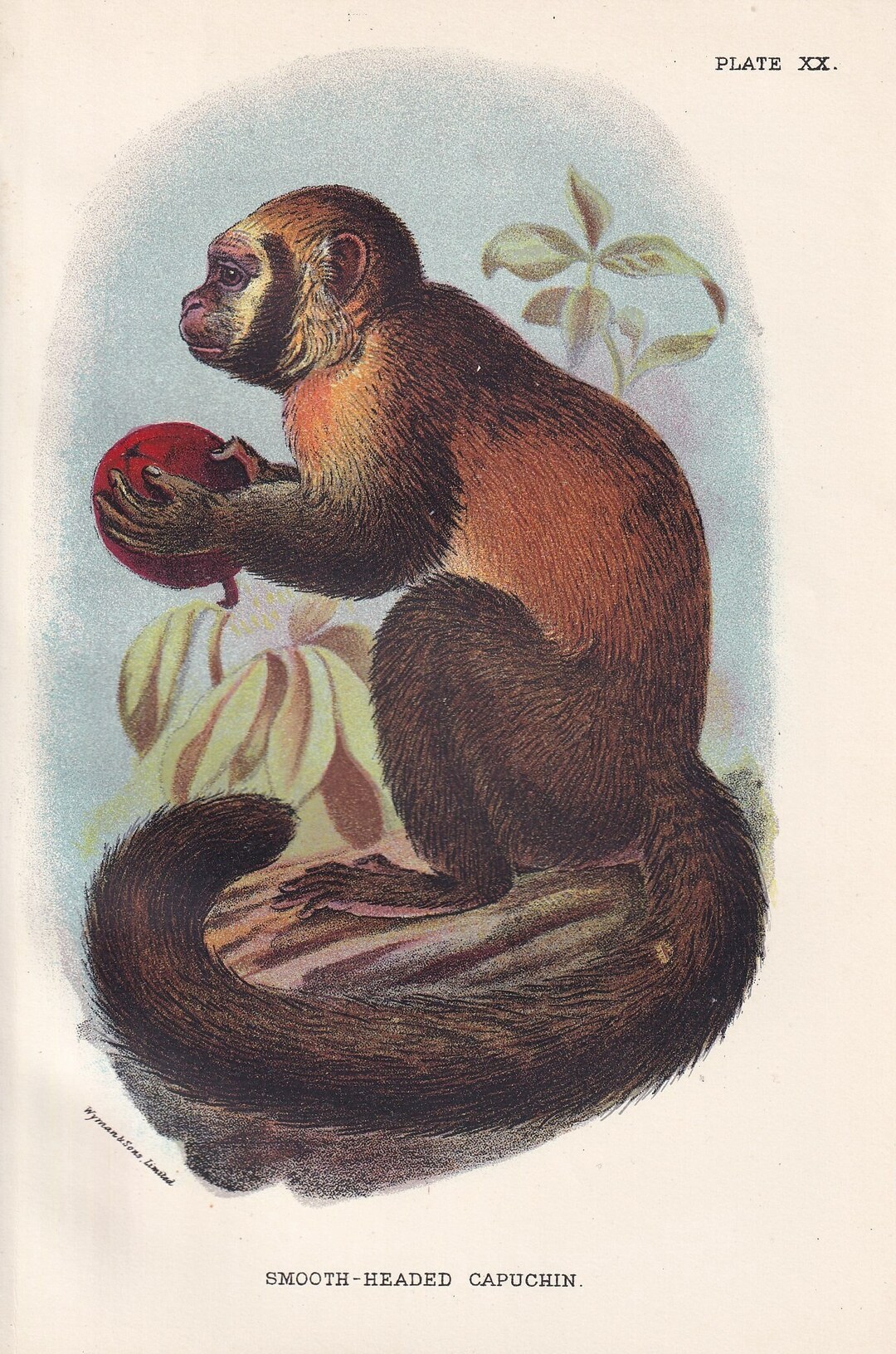 1896 CAPUCHIN Monkey Print - Monkeys and Apes Print - Primates Print ...