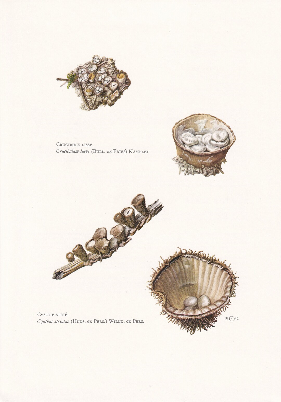 1960s FLUTED BIRDSNEST MUSHROOM Print - Original Vintage Print ...