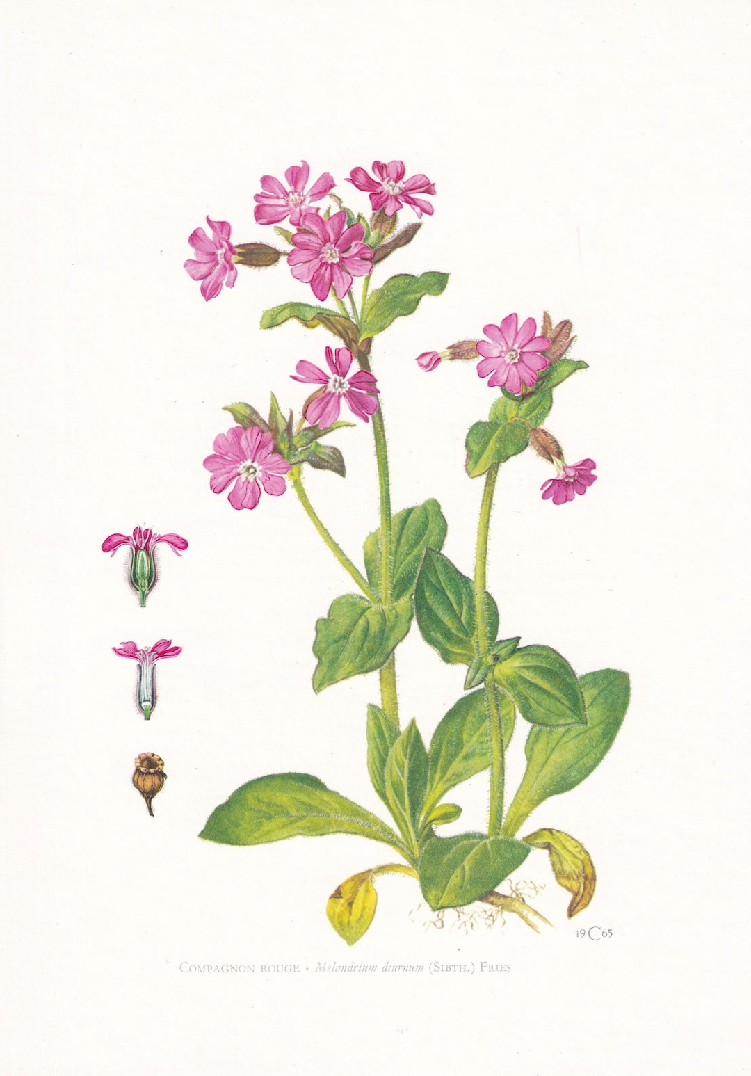 1974 RED CAMPION Print - Botanical Print - Flower Illustration - Plant ...