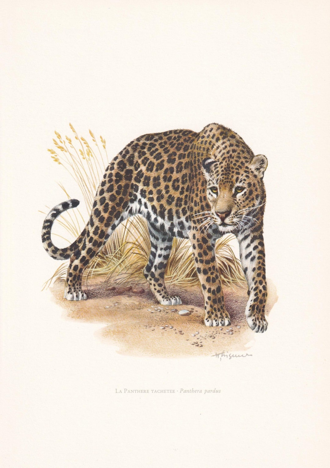 1960 LEOPARD Print - Vintage Animal Print - Animal Illustration ...