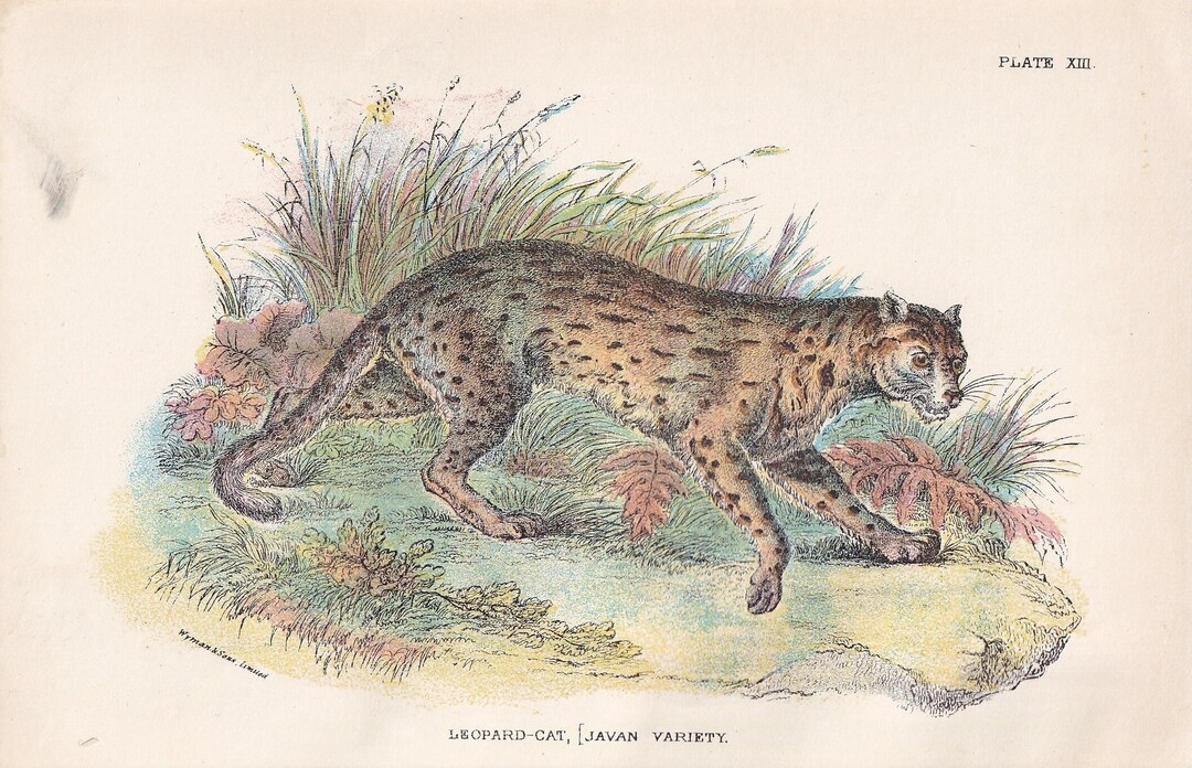 1896 LEOPARD-CAT Print Wild Cats Print Carnivora Print Natural History ...