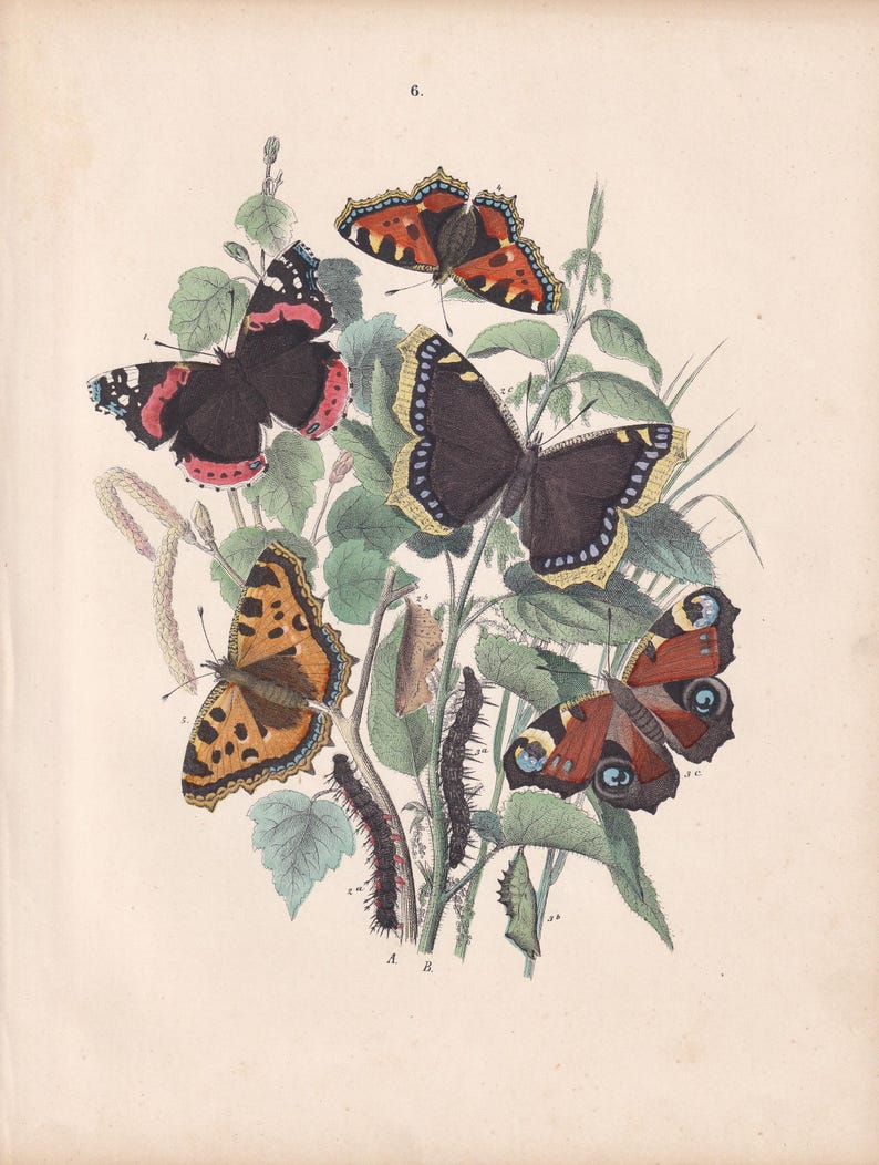 Large 1883 HAND-COLOURED BUTTERFLY Print - Red Admiral & Camberwell ...