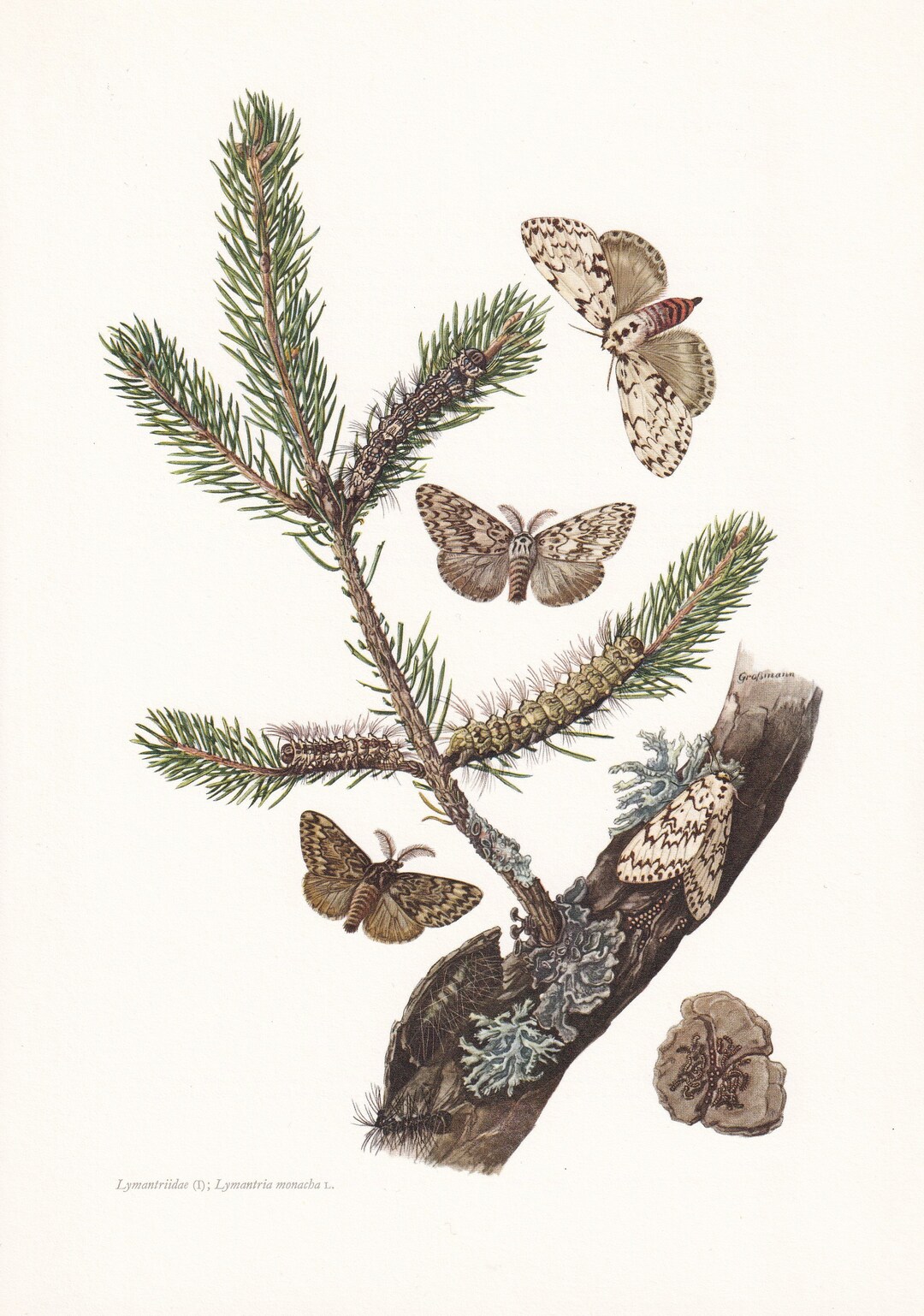 1960 BLACK ARCHES MOTH Aka Nun Moth Print - Vintage Insect Print ...