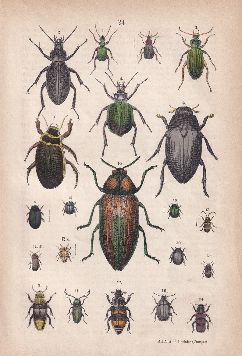 1871 BEETLES PRINT Bloody-nosed, Diving, Ground, Scavenger & Silver Water Beetle Antique Beetle ...
