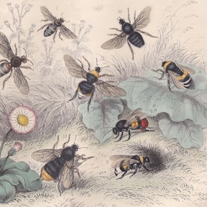 1859 BEES Print - Original Antique Hand-coloured Engraving - Bumblebee ...