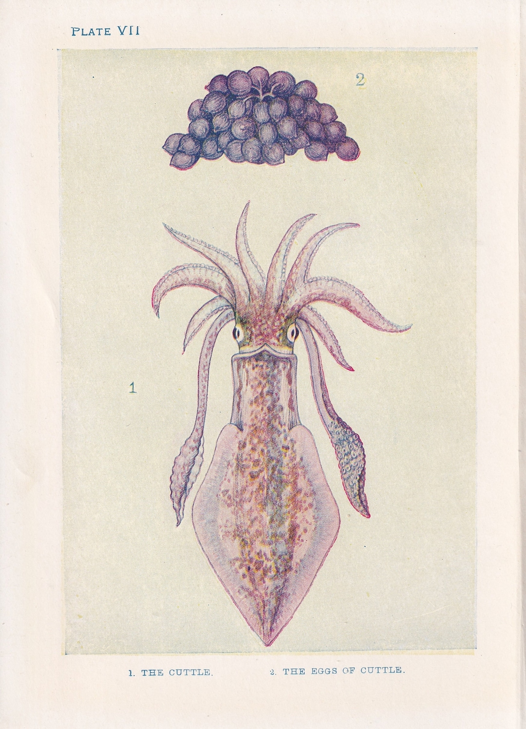 1907 CUTTLEFISH Print - Original Antique Fish Print - Sea Life Print ...