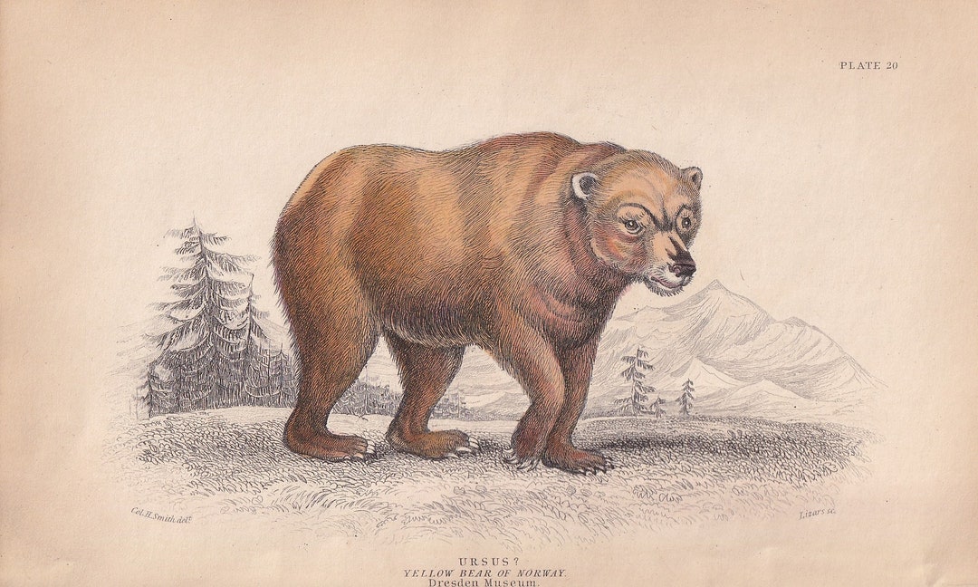 1843 YELLOW BEAR Print - Bear Wall Art - Original Antique Bear Print ...