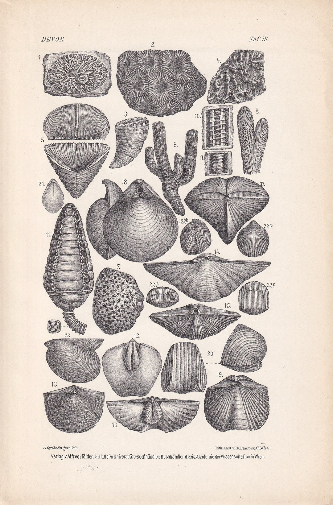 1900 DEVONIAN PERIOD FOSSILS Print - Antique Fossil Print - Fossil ...