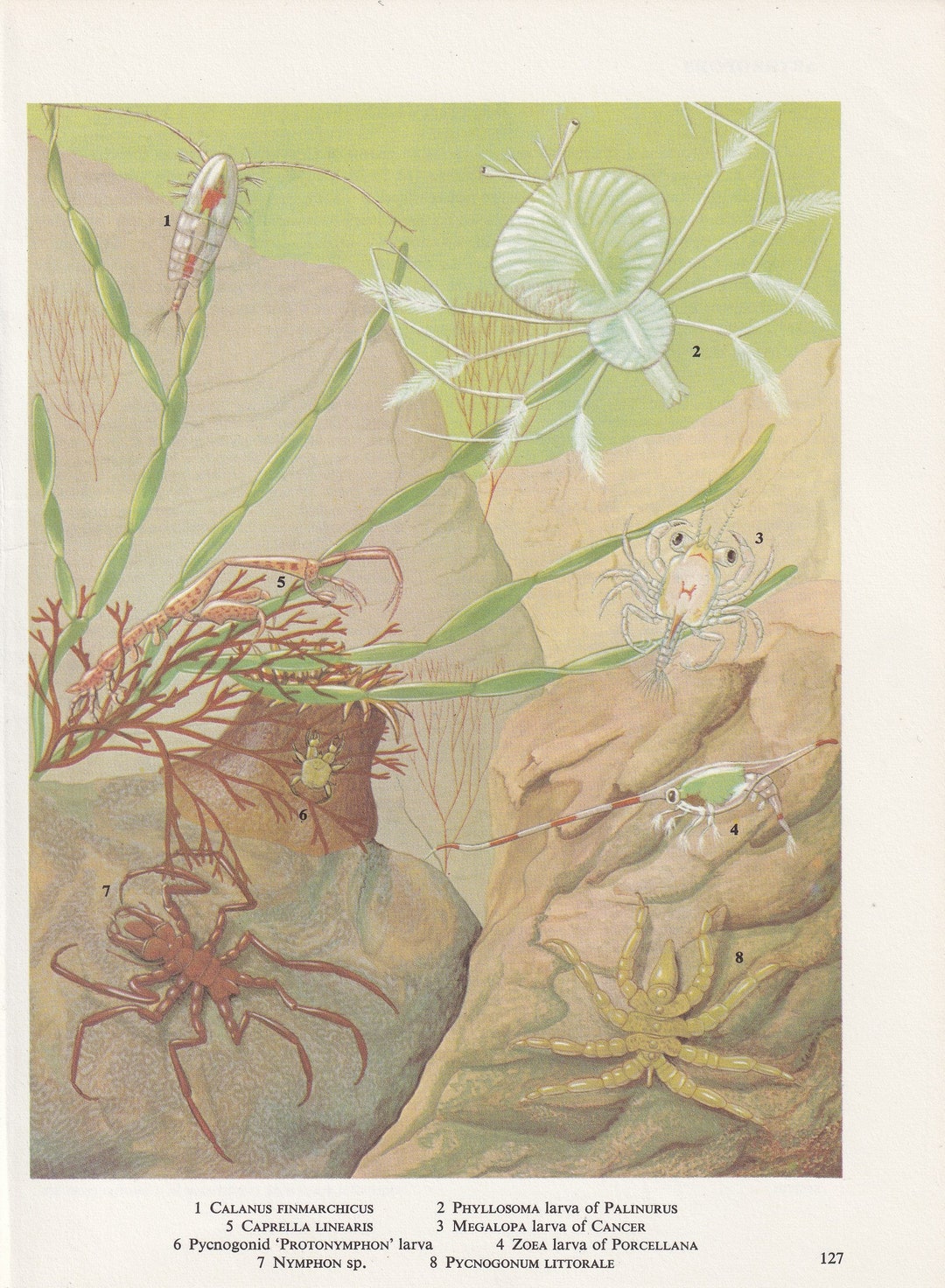 1971 WATER SPIDERS Print - Original Vintage Marine Print - Sea Wall Art ...
