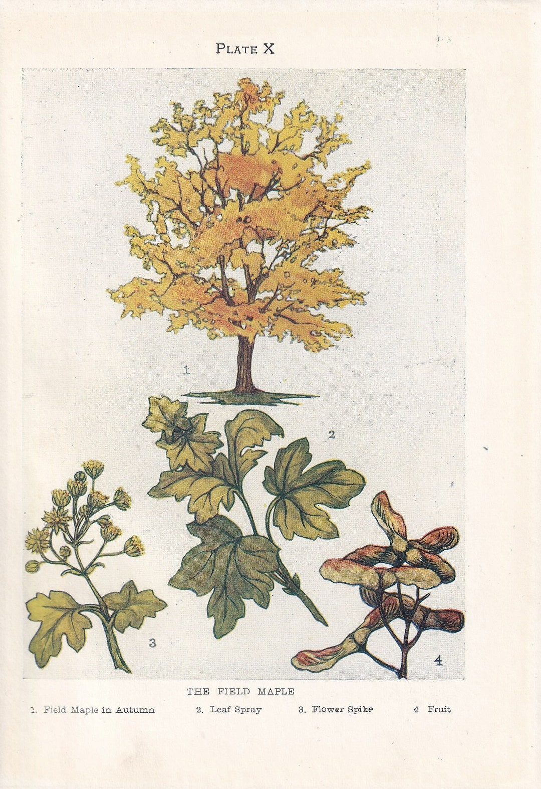 1910 FIELD MAPLE TREE Print - Original Antique Tree Print - Tree Wall ...