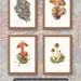 1960s BITTER POISONPIE MUSHROOM Print - Mushroom Wall Art - Cottagecore ...