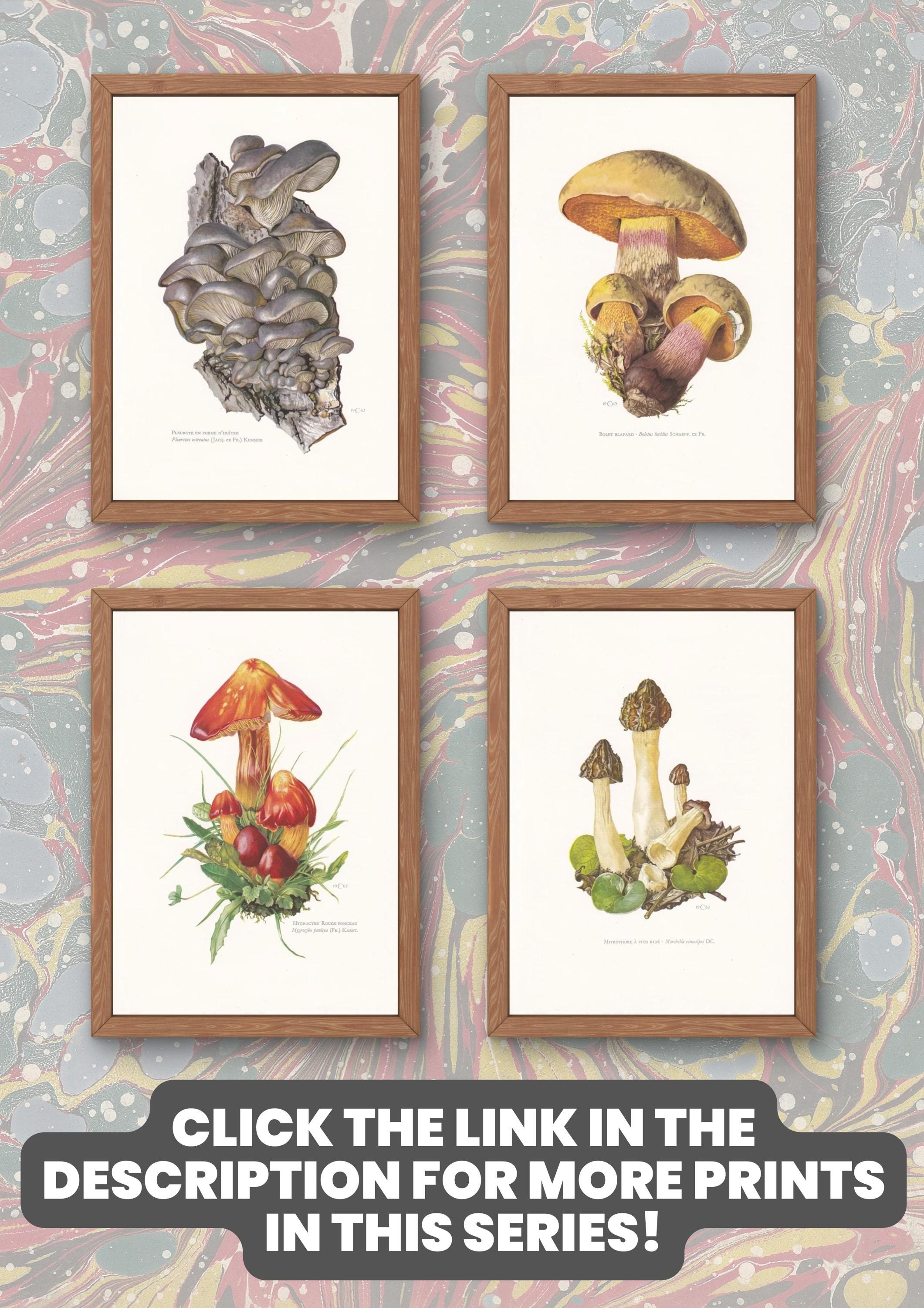 1960s BITTER POISONPIE MUSHROOM Print - Mushroom Wall Art - Cottagecore ...