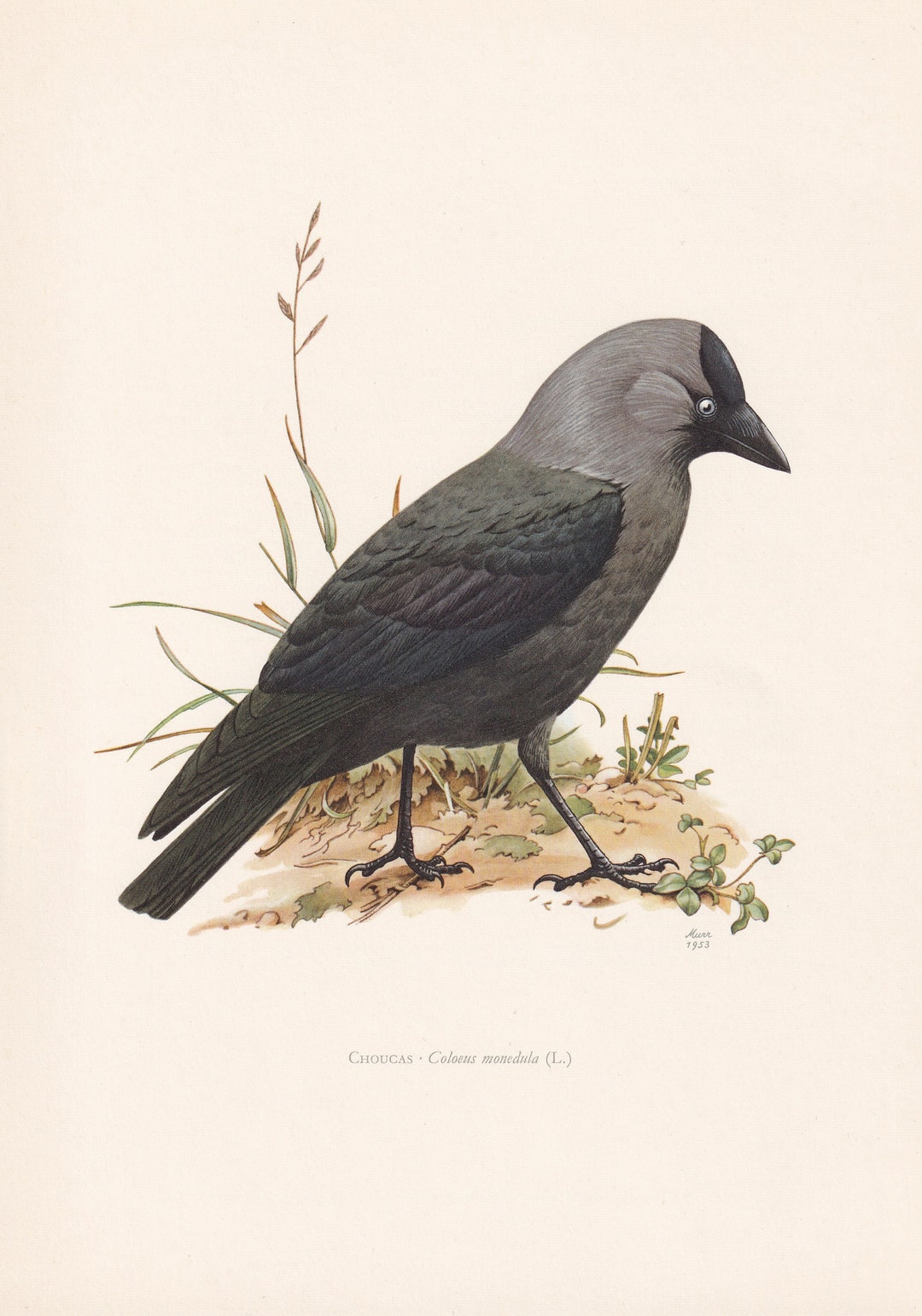 1960 WESTERN JACKDAW Bird Print - Vintage Bird Print - Bird ...