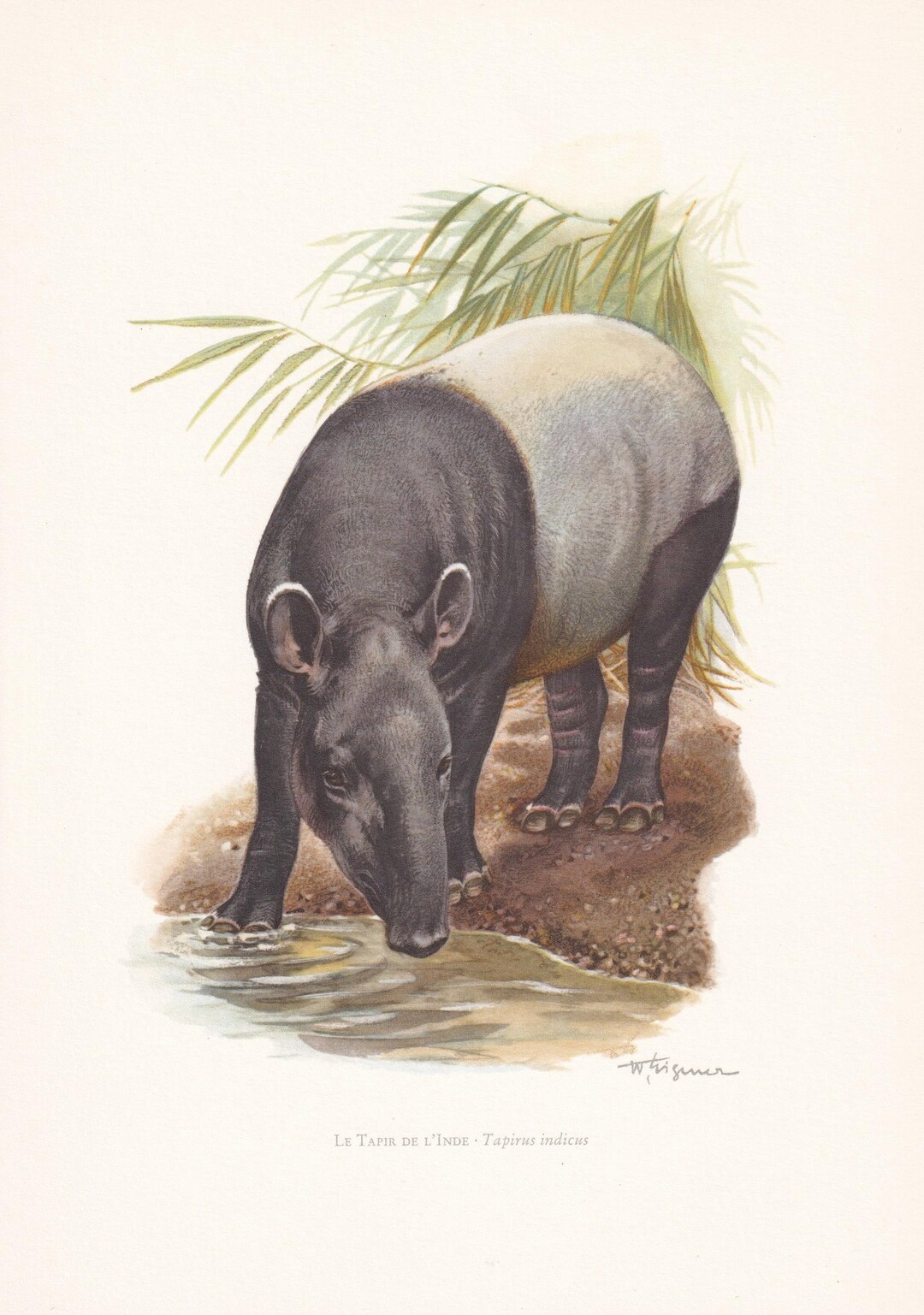 1960 MALAYAN TAPIR Print - Vintage Animal Print - Animal Illustration ...
