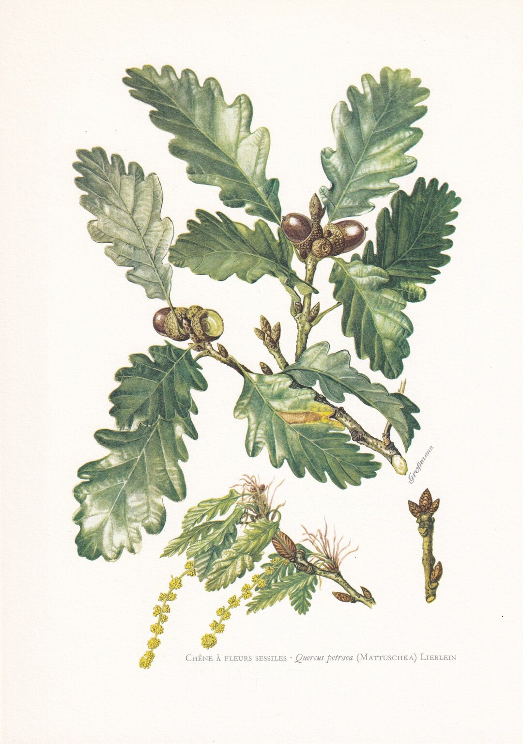 1960 SESSILE OAK TREE Print - Botanical Print - Botanical Illustration ...