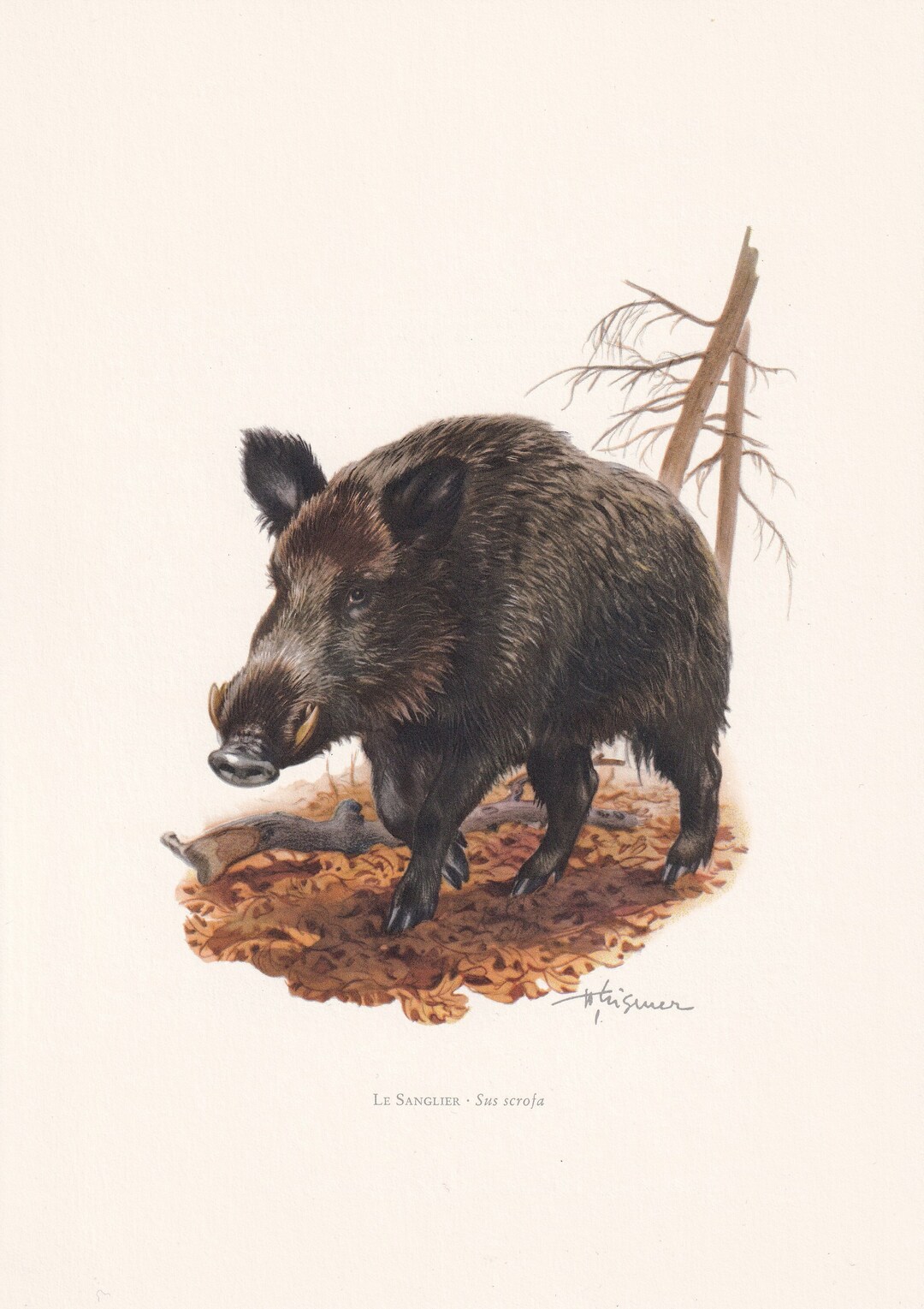 1960 WILD BOAR Print - Vintage Animal Print - Animal Illustration ...
