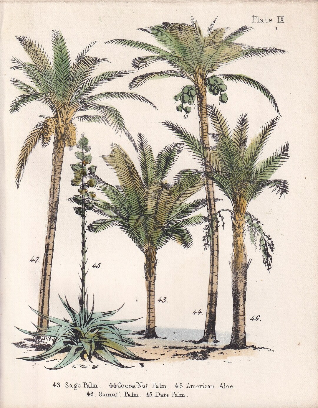 1865 PALM TREE Print - Sago, Cocoa, Aloe, Date Palm, Gomuti Palm - Hand ...