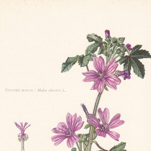 1960 COMMON MALLOW Print - Botanical Print - Flower Print - Flower Wall ...