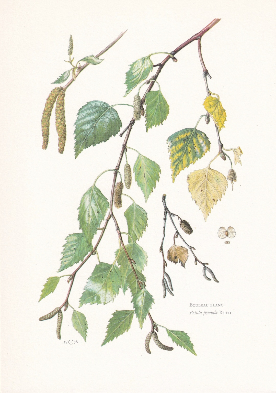 1960 SILVER BIRCH Print - Botanical Print - Tree Illustration - Tree ...