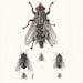 1960 FLESH FLY Print Vintage Insect Print Insect Wall Art Sarcophaga ...