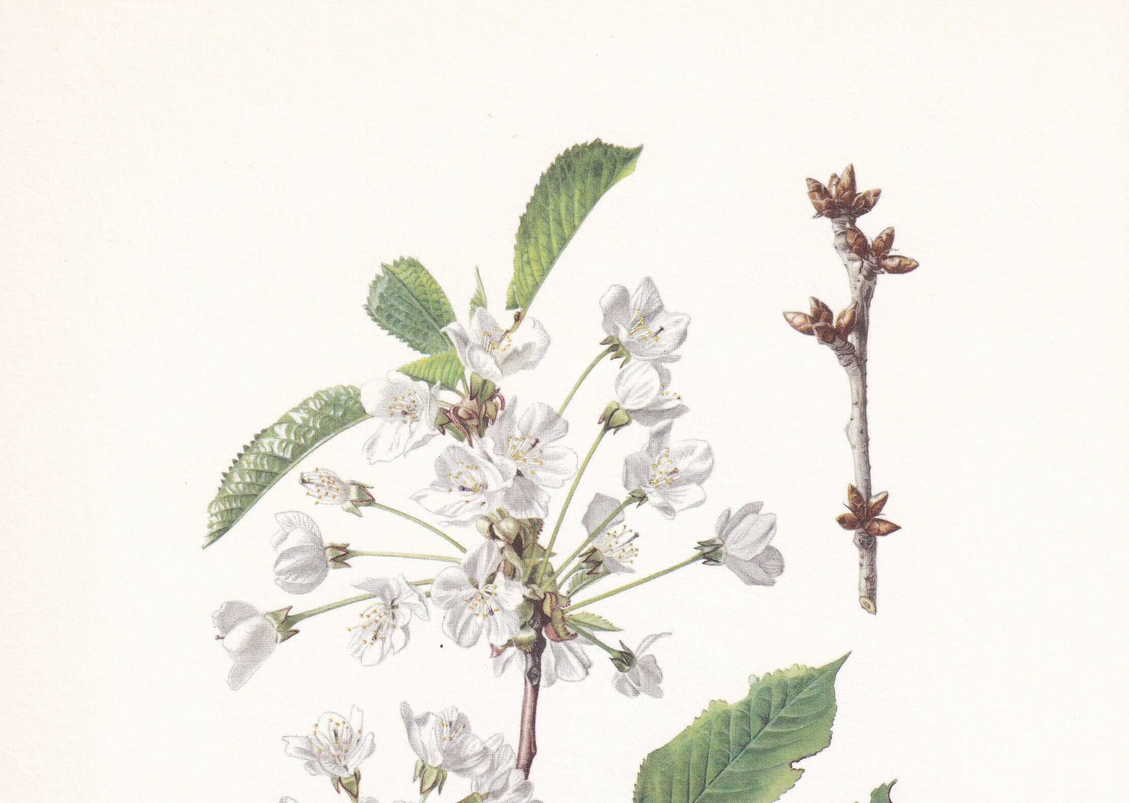 1960 SWEET CHERRY TREE Print - Botanical Print - Botanical Illustration ...