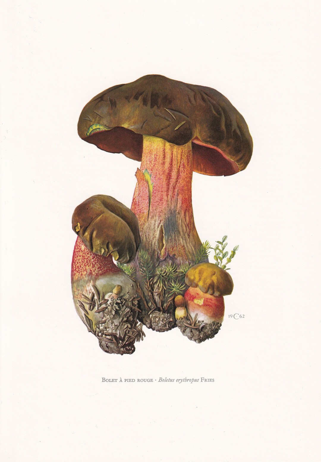 1960 SCARLETINA BOLETE MUSHROOM Print Mushroom Wall Art Cottagecore ...