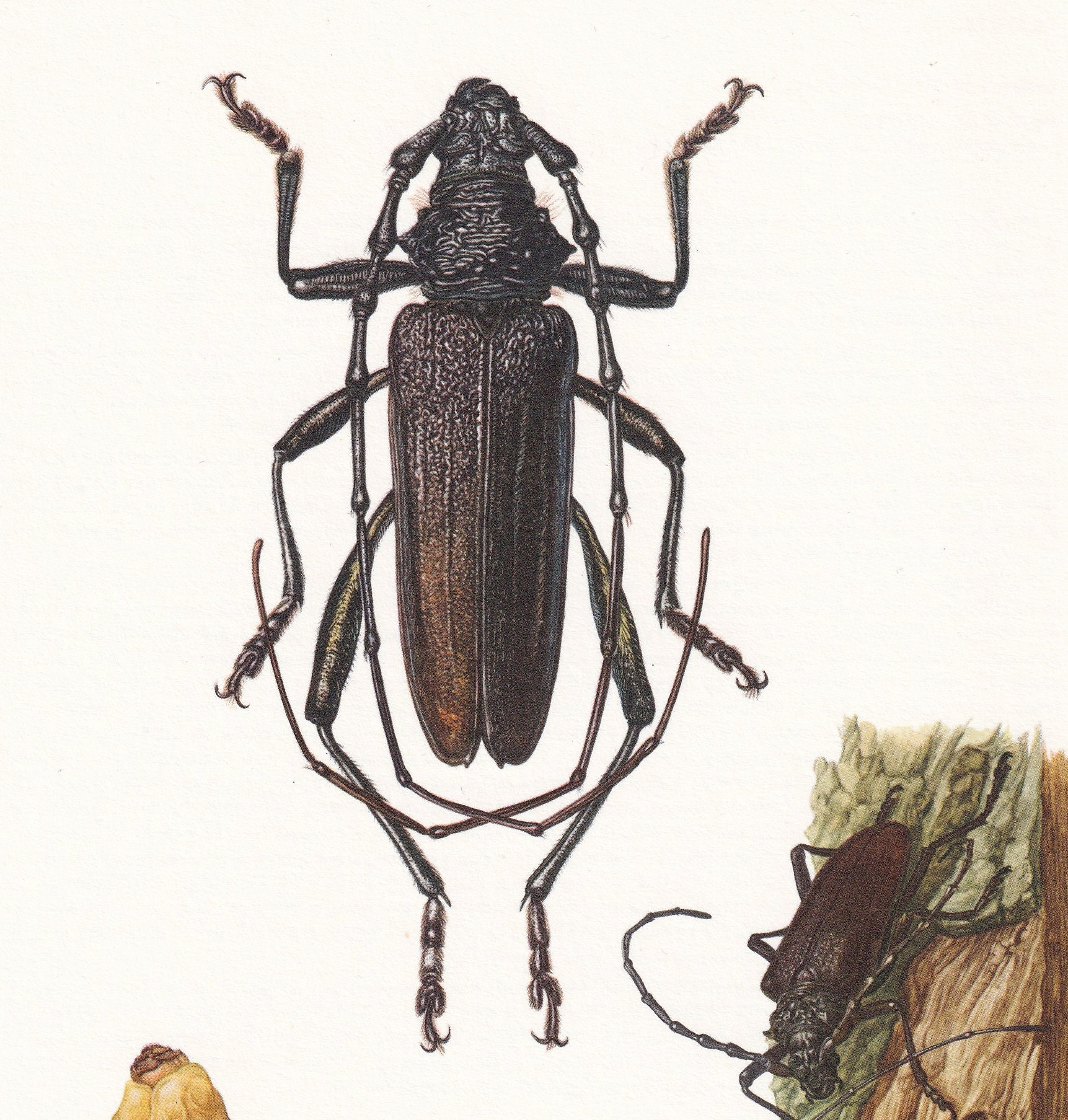 1960 CAPRICORN BEETLE Print - Vintage Insect Print - Bugs Illustration ...