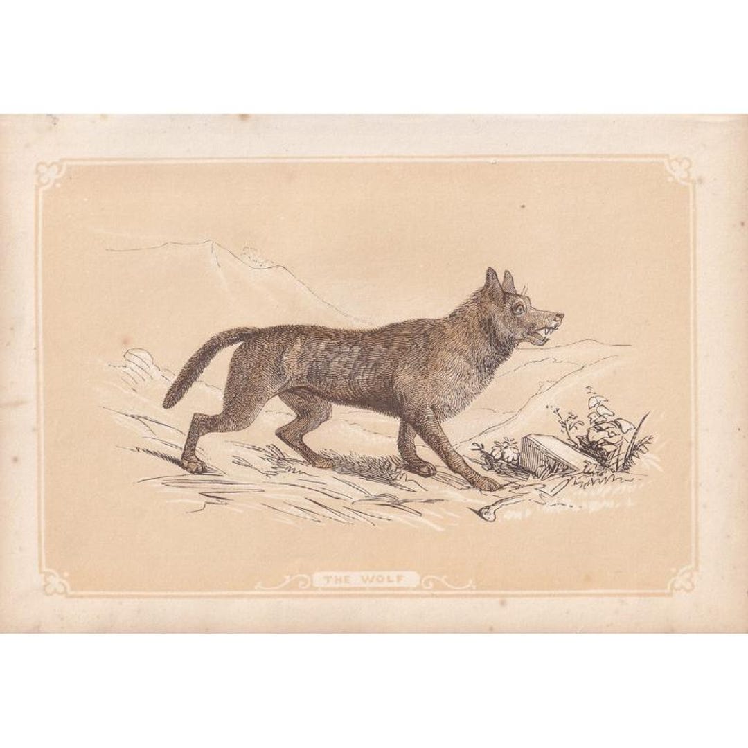 1851 WOLF Print - Antique Animal Print - Wall Art - Bicknell - 6.65 X 4 ...